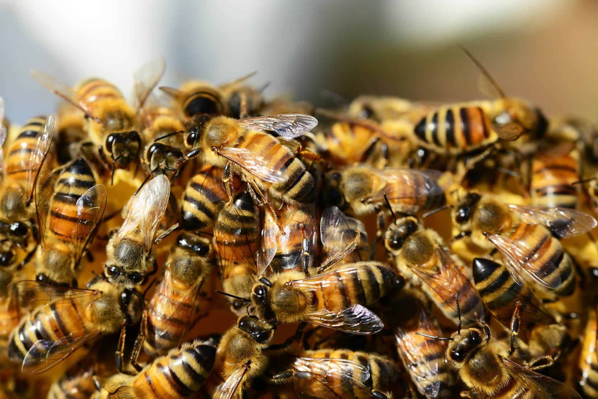The Guide To Acquiring The Bees: How, Where And Where Order Bees