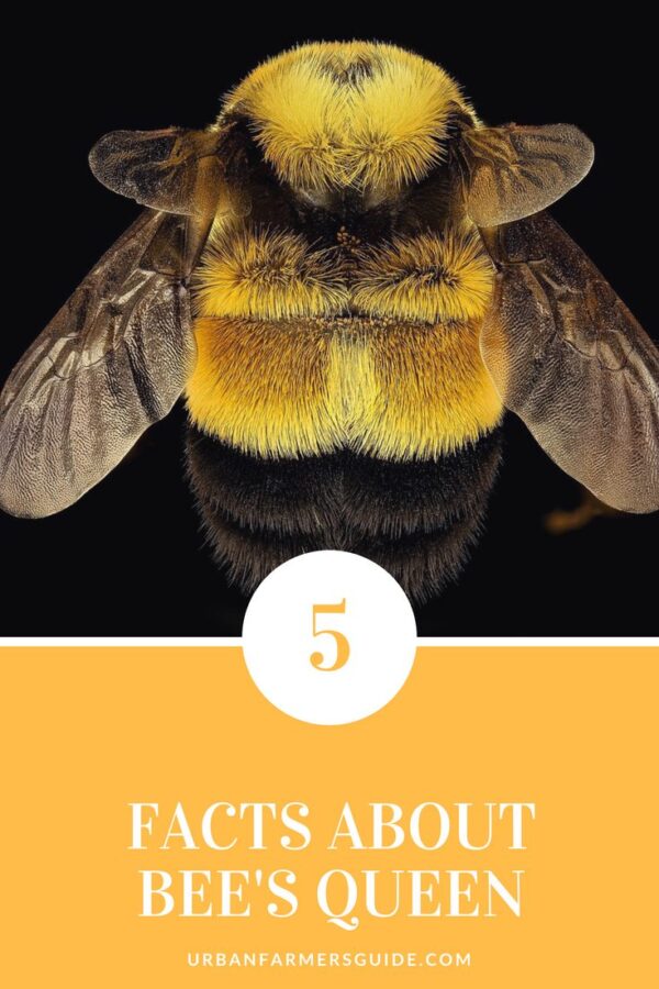 Queen Bee: All What You Need To Know About The Hives Queen