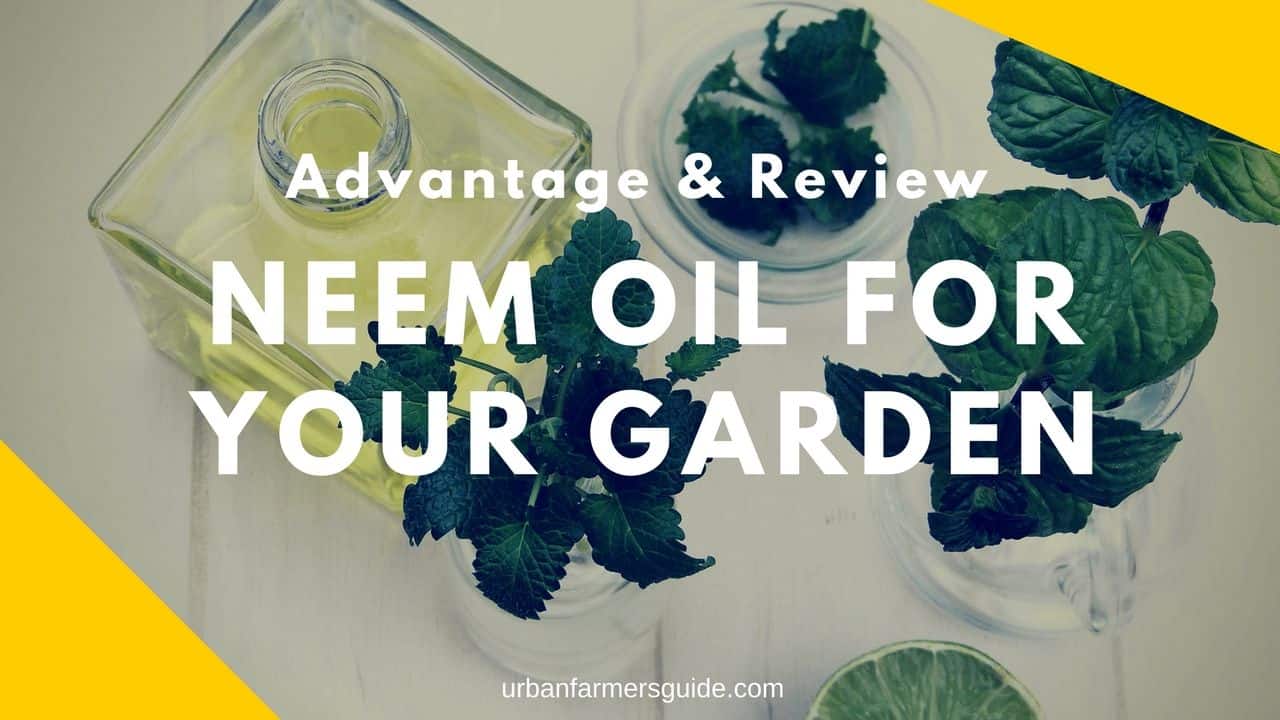Neem Oil : Uses, Advantages And The 5 Top Organic Neem Oil