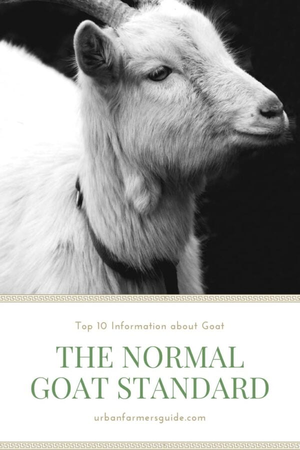 Top 10 Information about Goats to Know : The Normal Goat Standard ...