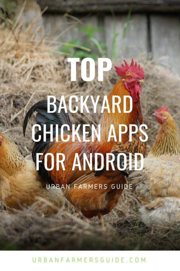Top BackYard Chicken Apps for Android – Urban Farming Guide