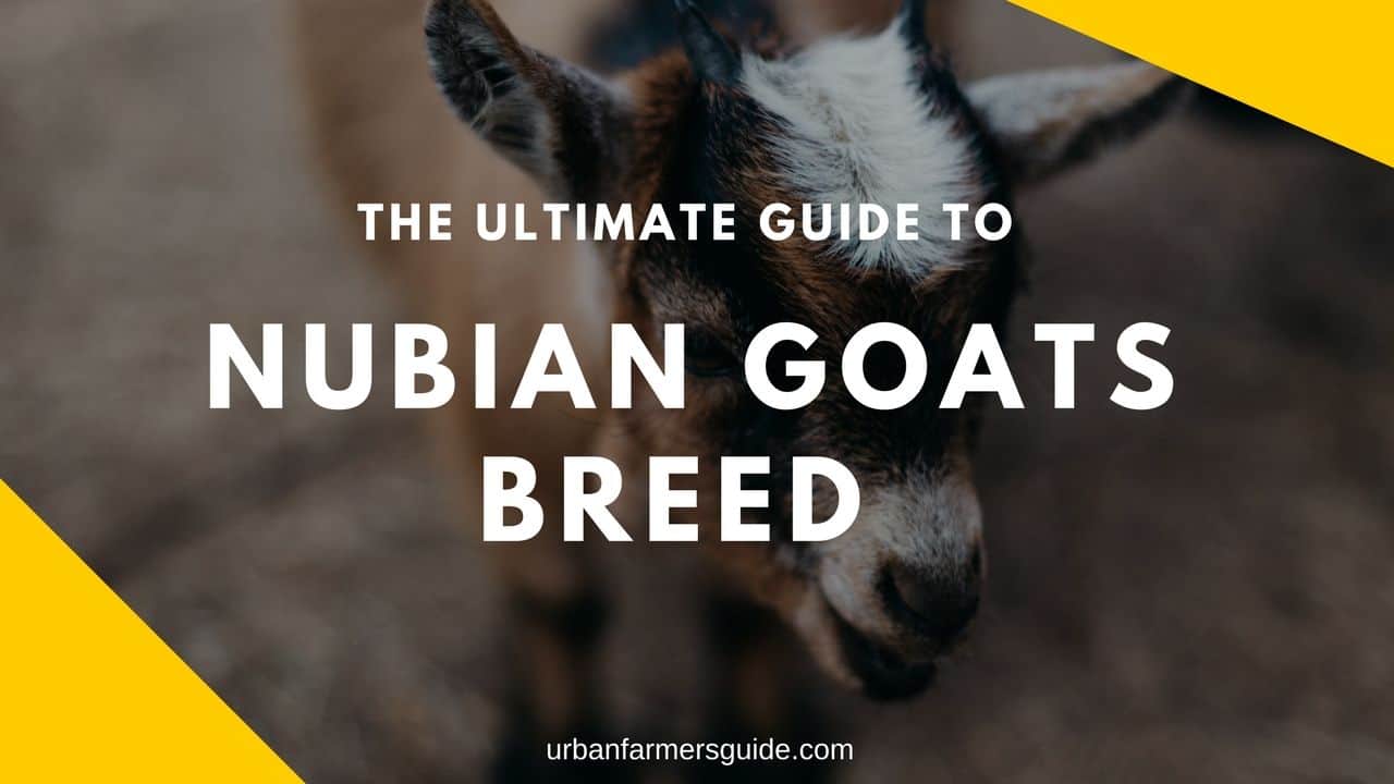 Urban Farmers Guides - Urban Farming Tips, Tutorials and Guide