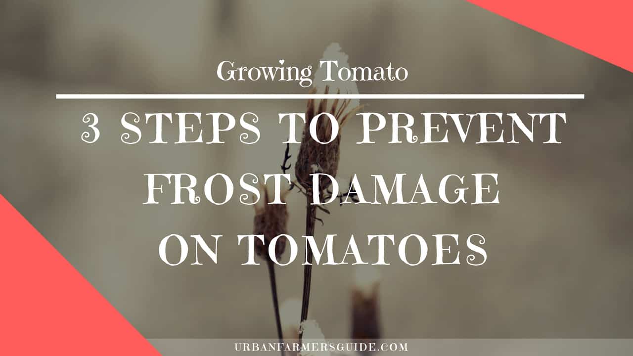 The Easy 3 Steps To Prevent Frost Damage On Tomato