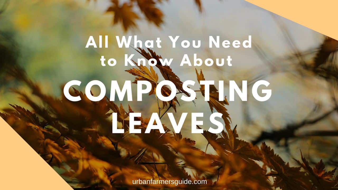 The Beginner Guide To Compost Leaves: Benefits, Steps & Tips