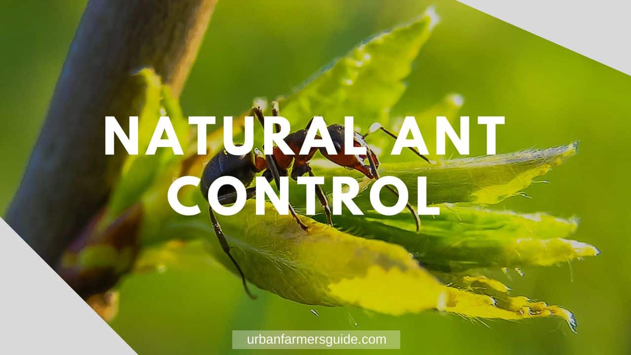 Natural Ant Control: The 4 Most Efficient, Cheap DIY Methods