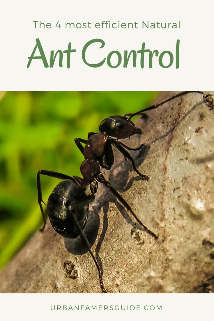 The 4 most efficient Natural Ant Control – Urban Farming Guide