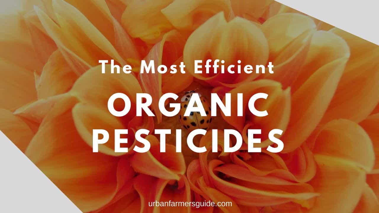 The 5 Most Efficient Organic Pesticides Explained