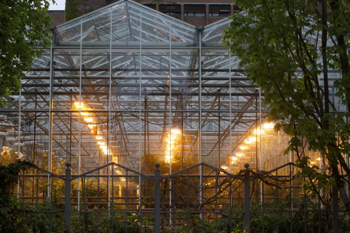 Top 3 Tips for Hydroponic Grow Lights – Urban Farming Guide