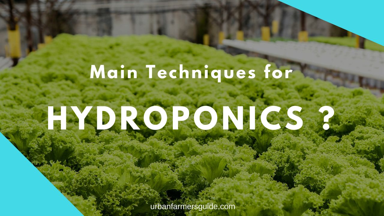 What Are The Main Techniques For Hydroponics