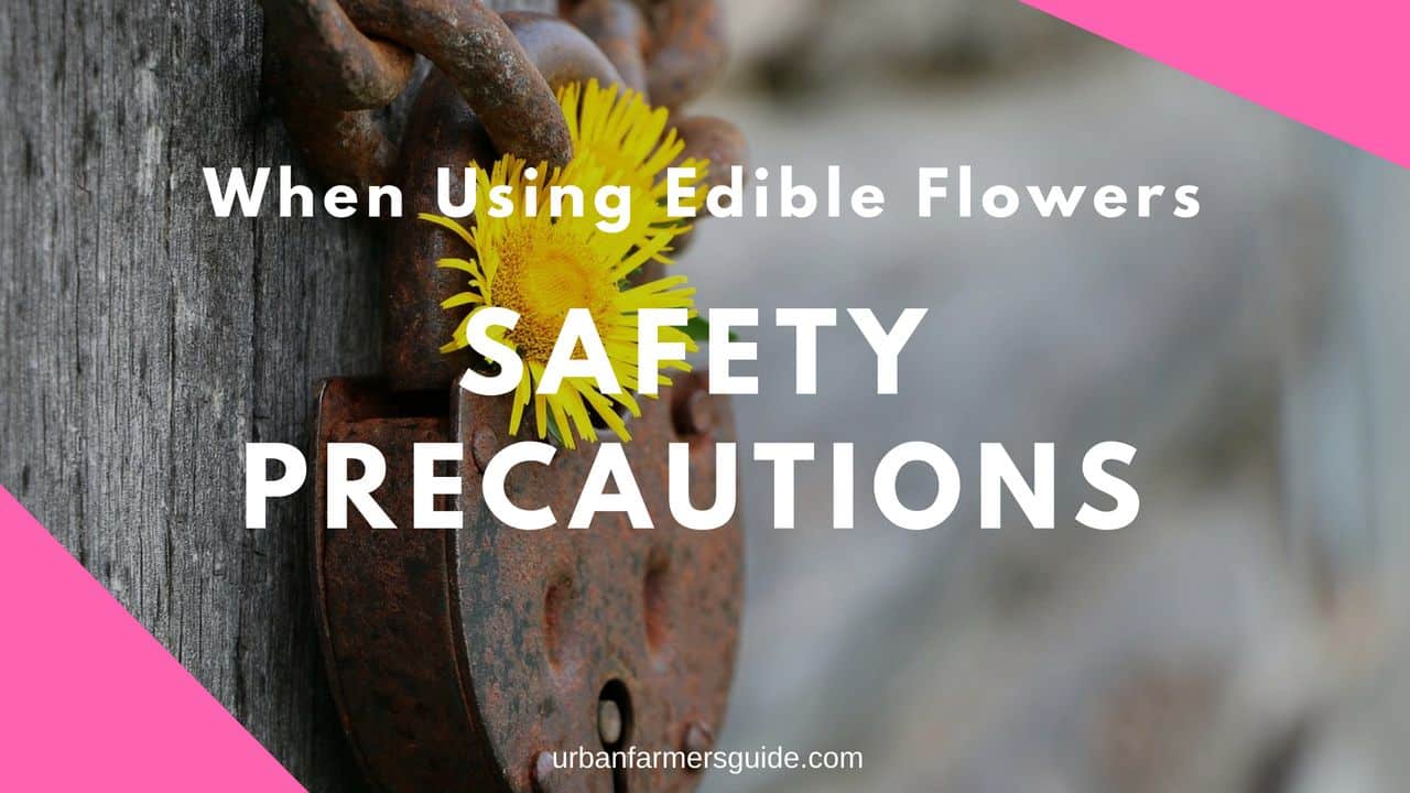 Edible Flowers : 11 Safety Precautions To Be Taken