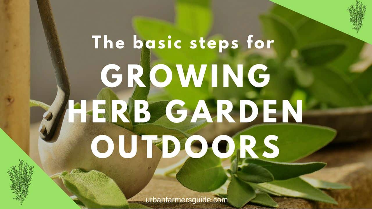 The Basic Steps For Growing An Herb Garden Outdoors | Urban Farming Guide