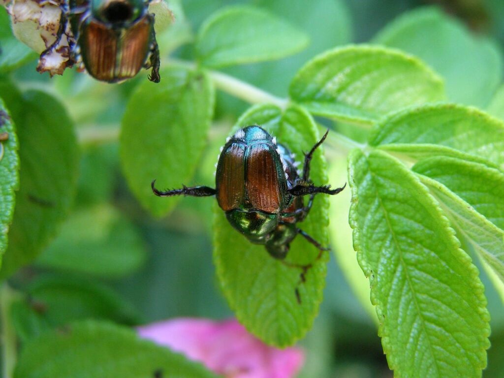The 4 Best & Efficient Japanese Beetle Baggers (Trap & Lure)