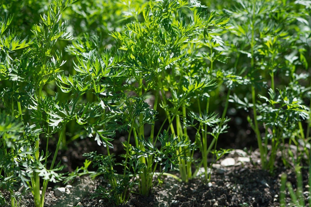Growing Carrots FAQ: General, Soil, Carrots Care, Carrots Pest Control ...