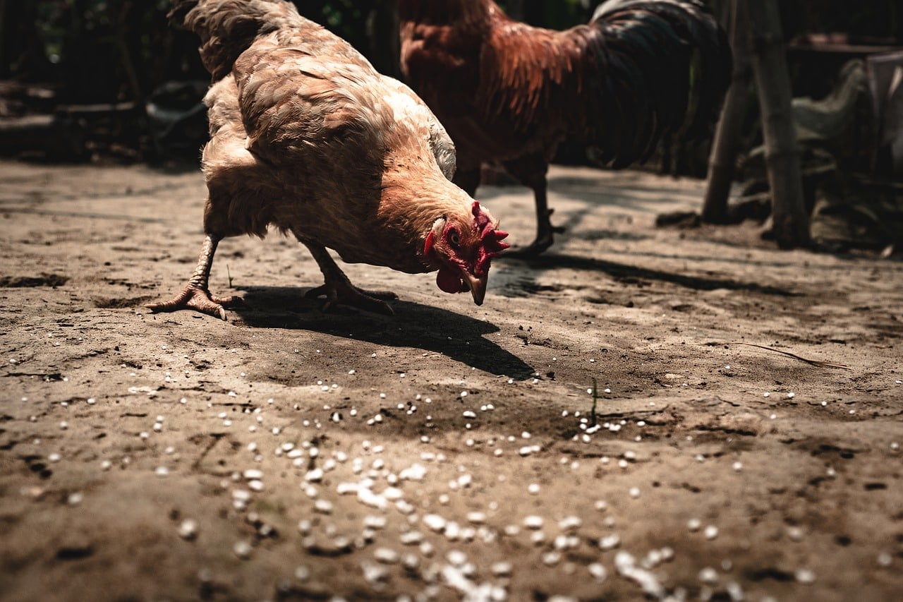 11 High-Risk Points To Watch When Raising Chickens: Risks & Precautions ...