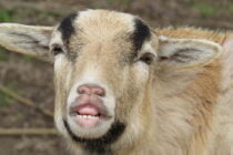 The 6 Most Common Goat Problems: Goat Care And Behavior Problems ...